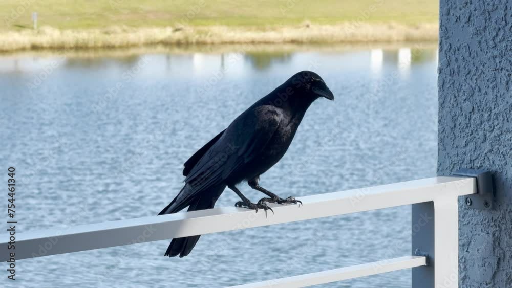 02 08 2024 - Orlando, FL - The black jay is a bird in the Corvidae ...
