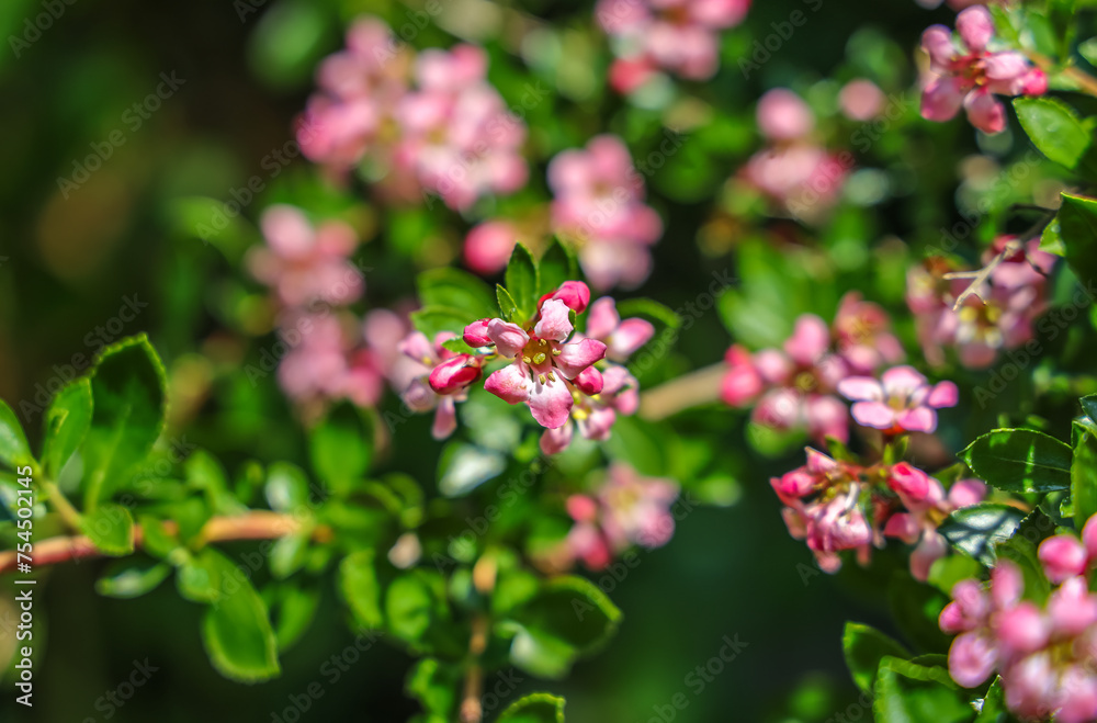 Escallonia is an evergreen, flowering shrub, commonly used as a hedging ...