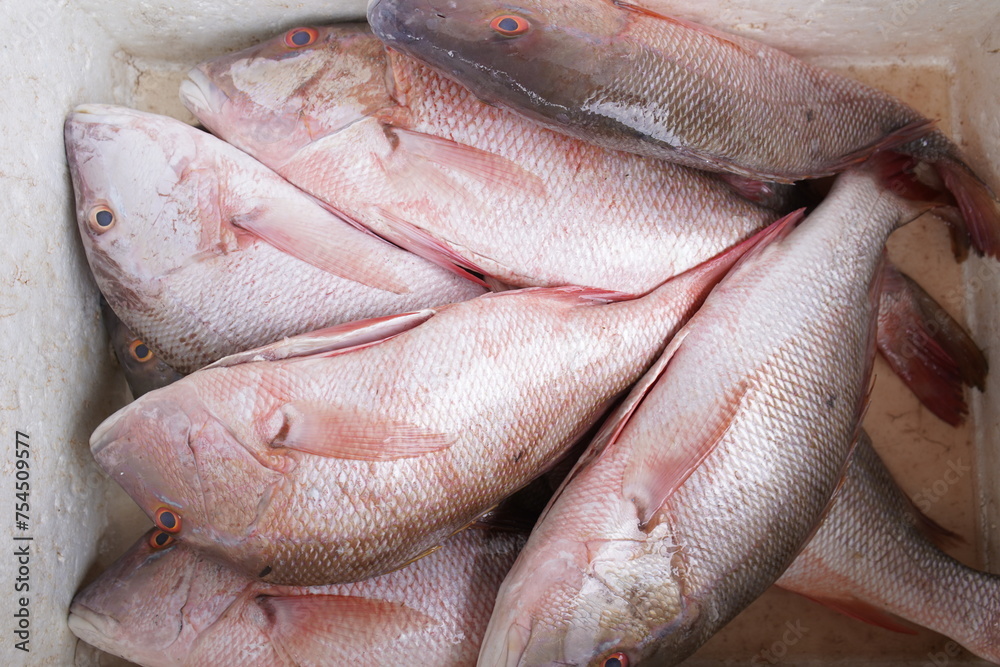 Lutjanus purpureus, the southern red snapper or Caribbean red snapper ...