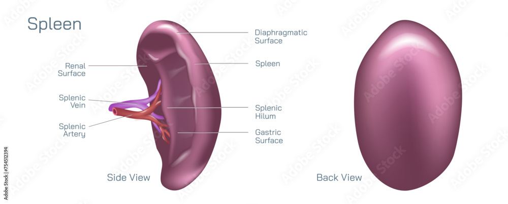 spleen is An organ that is part of the lymphatic system. It makes ...