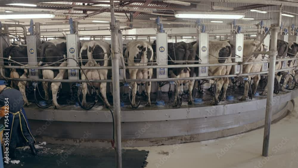 Modern Agricultural Farm. Automated Rotary Milking Parlor System. Farm Worker Attaches Automated ...