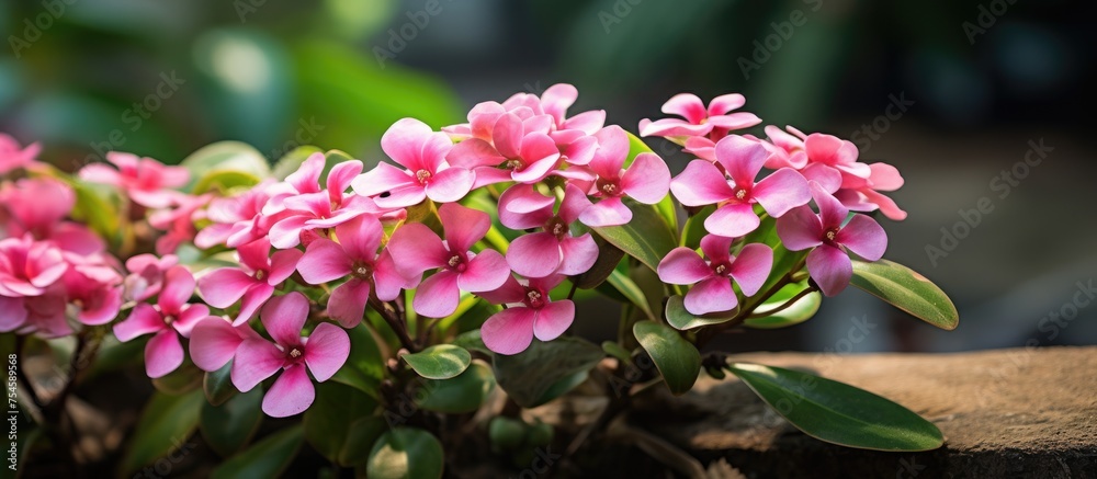 A cluster of pink Poi Sian flowers is neatly arranged on a table ...
