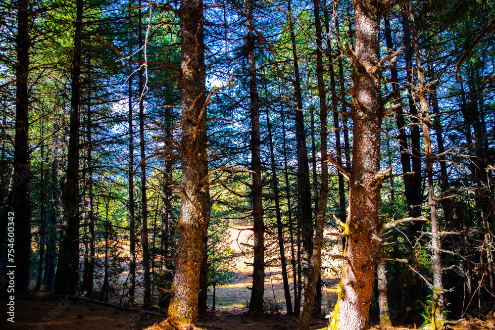 Sun-Dappled Forest Path on the Trek from Rara Lake to Chuchemara Hill ...