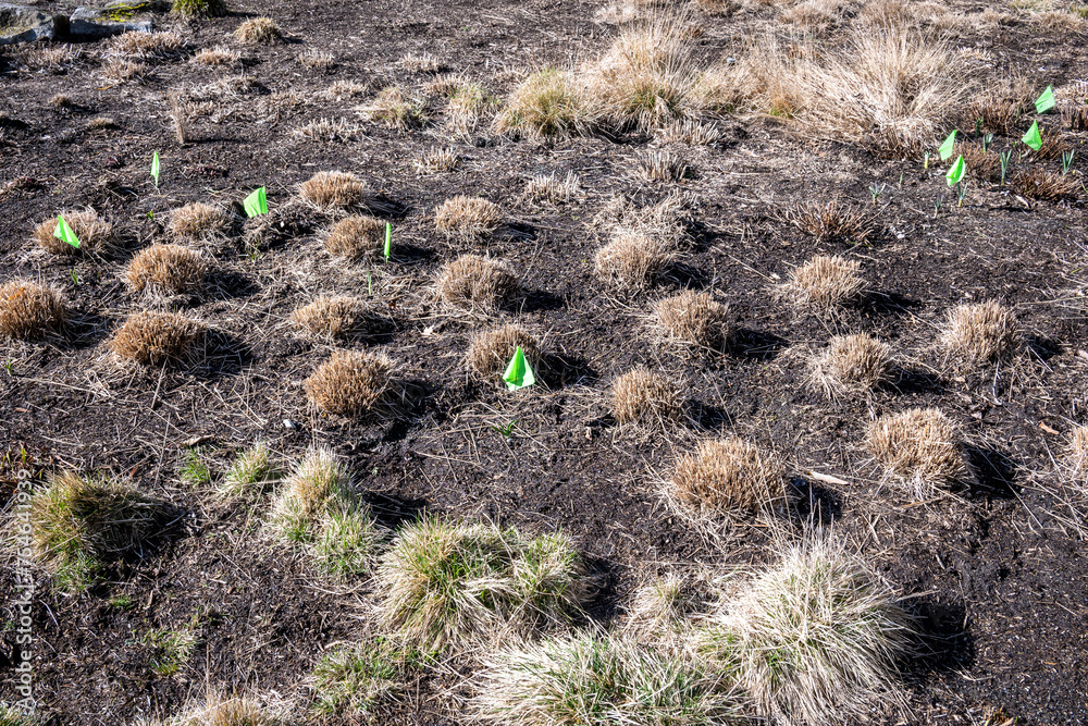 Fluorescent green flags marking new growth in a late winter garden ...