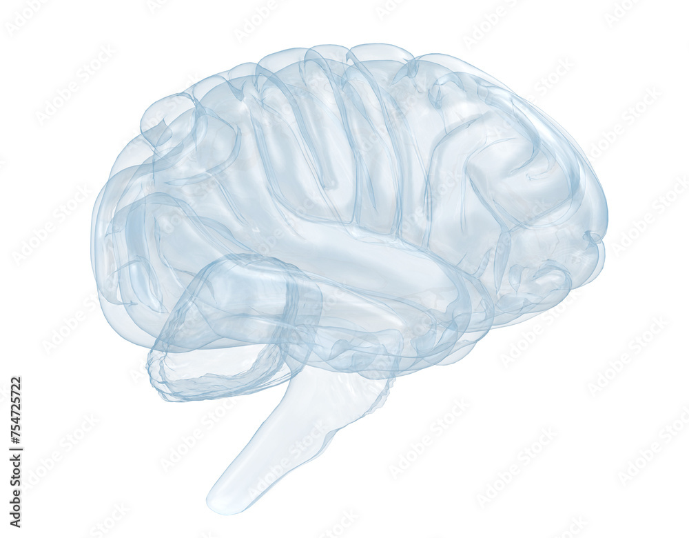 Glass human brain or X-ray human brain. Stock Illustration | Adobe Stock