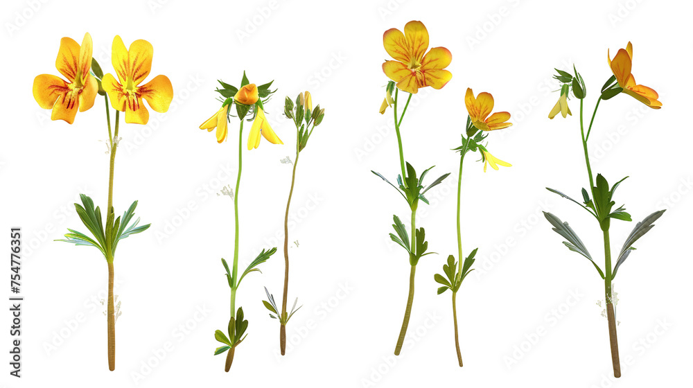 Bird's-foot Trefoil Collection: Vibrant Floral Designs in 3D Digital ...