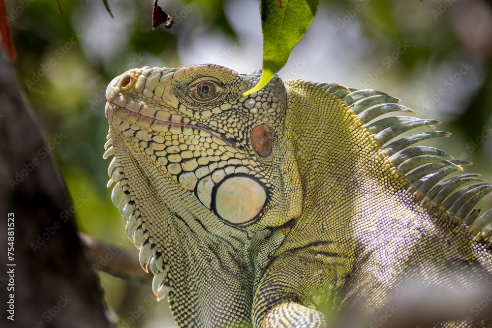 Brazilian Wildlife is very beautiful have many species with colorful ...