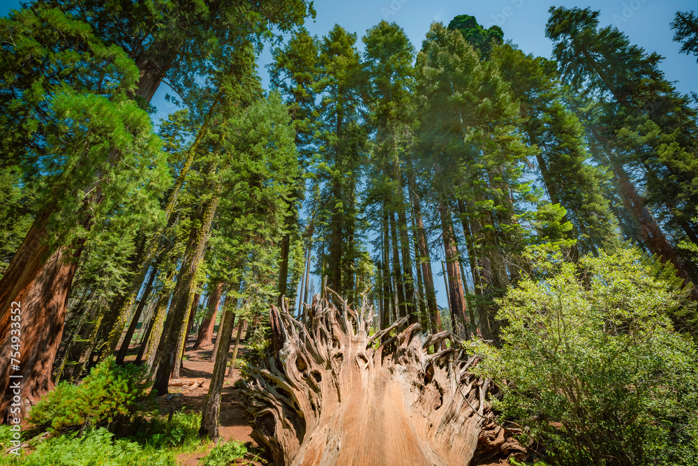 Roots of a sequoia log in front of standing ones Stock Photo | Adobe Stock