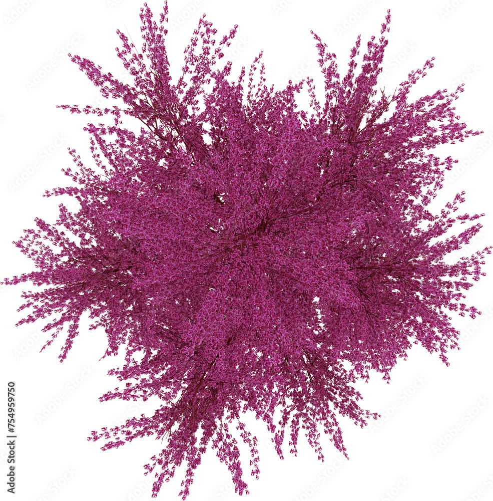 Isolated Realistic 3D Plant Tree Top View Plan Render on transparent ...