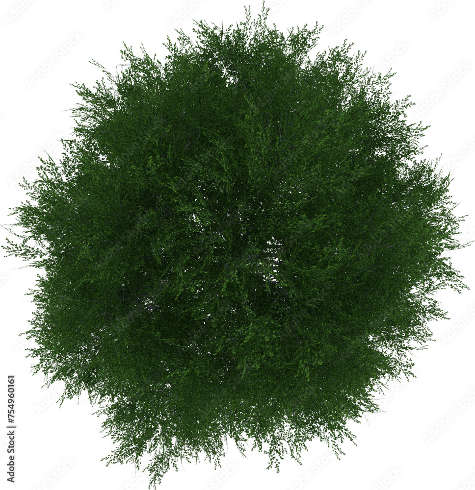 Isolated Realistic 3D Plant Tree Top View Plan Render on transparent ...