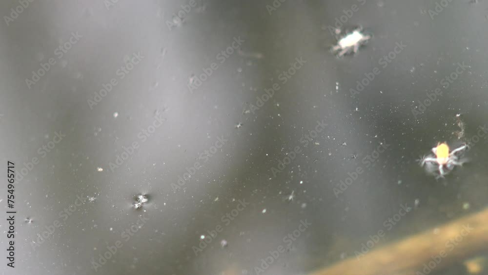 Gerridae are family of insects in order Hemiptera, water striders ...