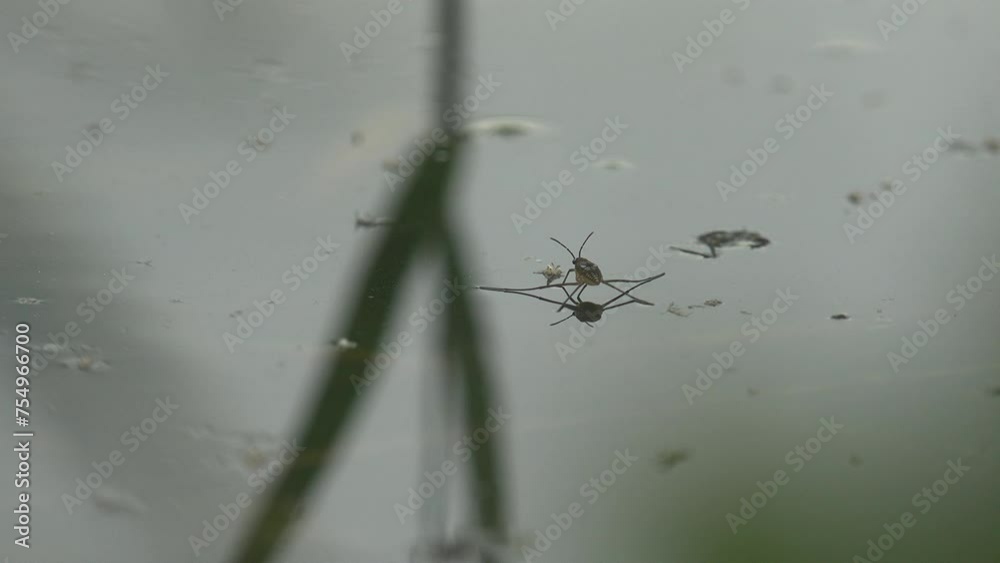 Gerridae are family of insects in order Hemiptera, water striders ...