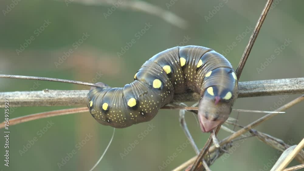 An Elephant Hawk-moth larva (Deilephila elpenor) sits on thin branches ...