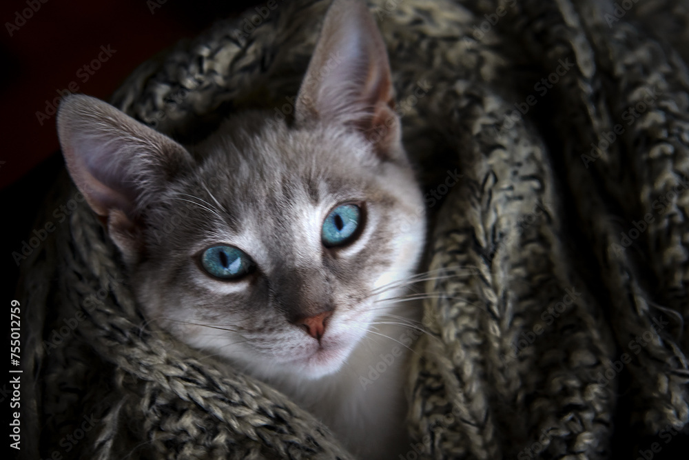 Siamese cats are known for their striking appearance, with a sleek ...