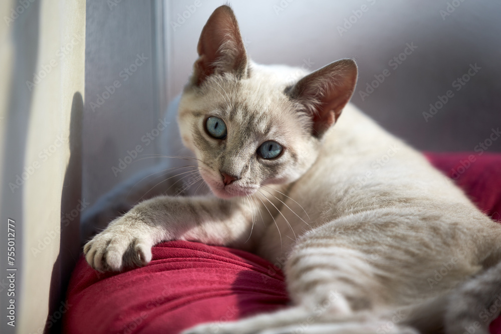 Siamese cats are known for their striking appearance, with a sleek ...