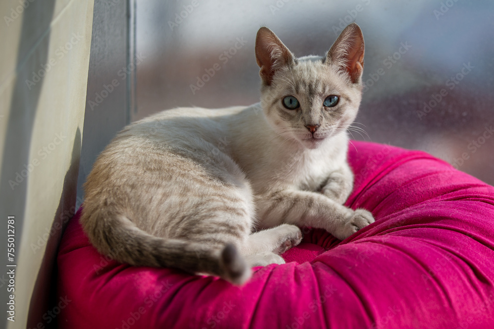 Siamese cats are known for their striking appearance, with a sleek ...