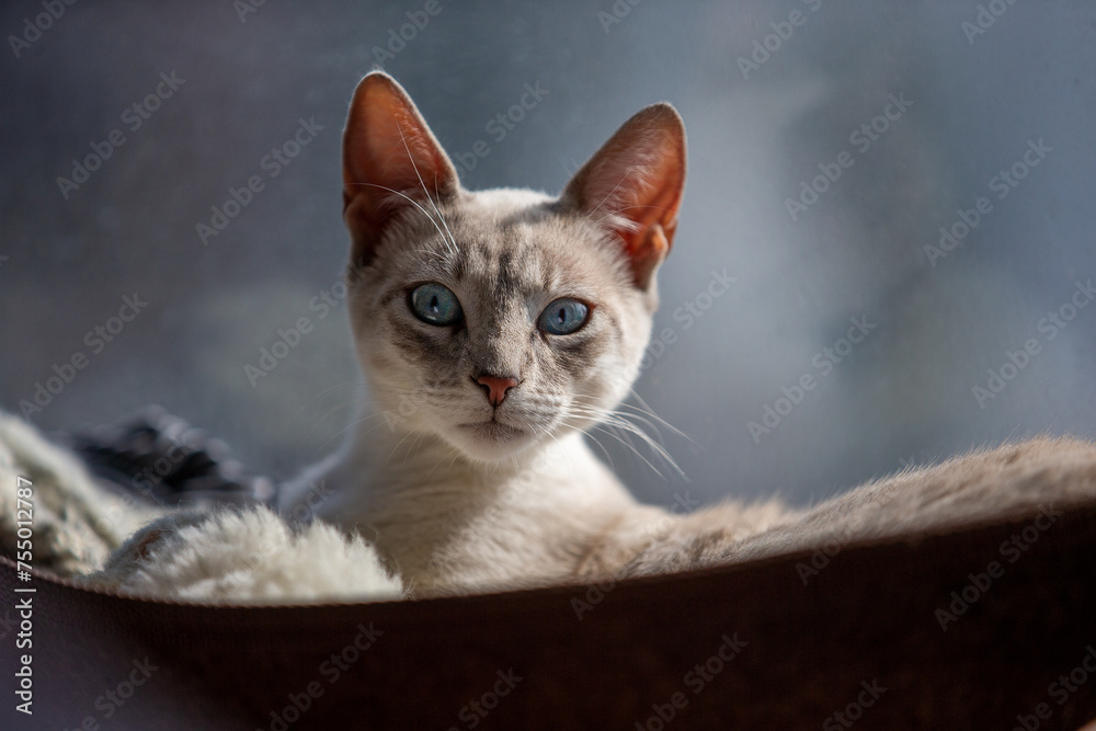 Siamese cats are known for their striking appearance, with a sleek ...