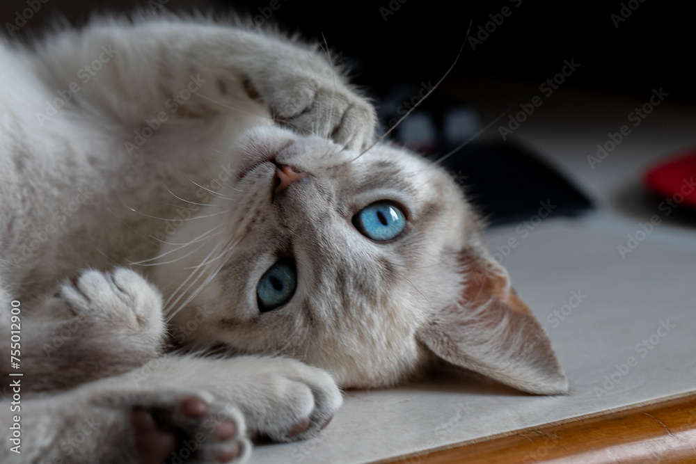 Siamese cats are known for their striking appearance, with a sleek ...