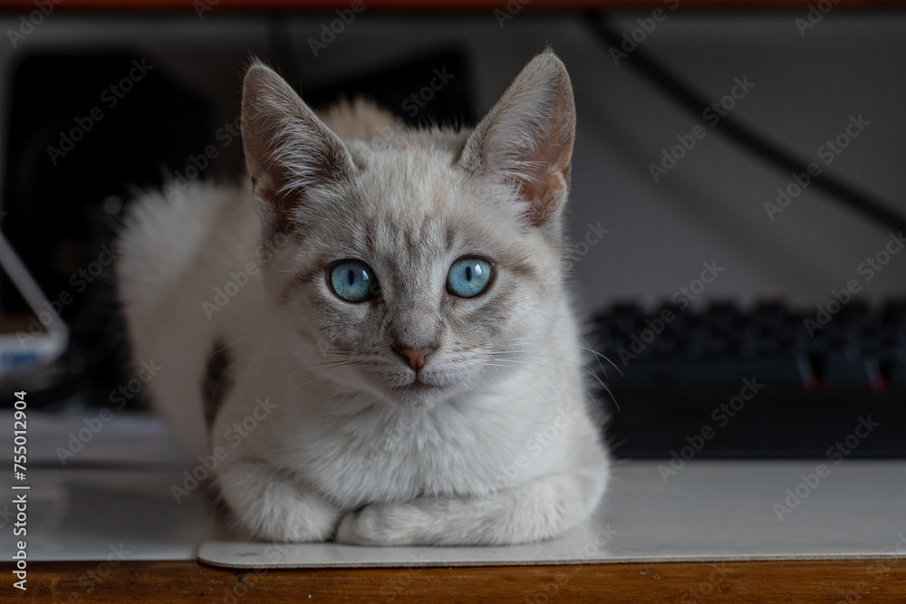 Siamese cats are known for their striking appearance, with a sleek ...