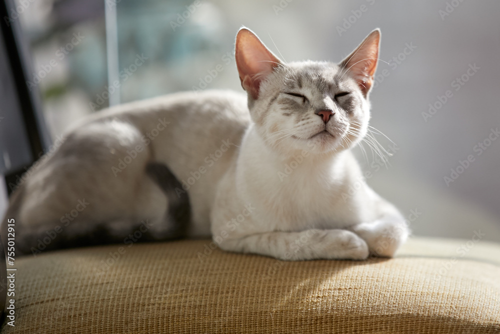 Siamese cats are known for their striking appearance, with a sleek ...