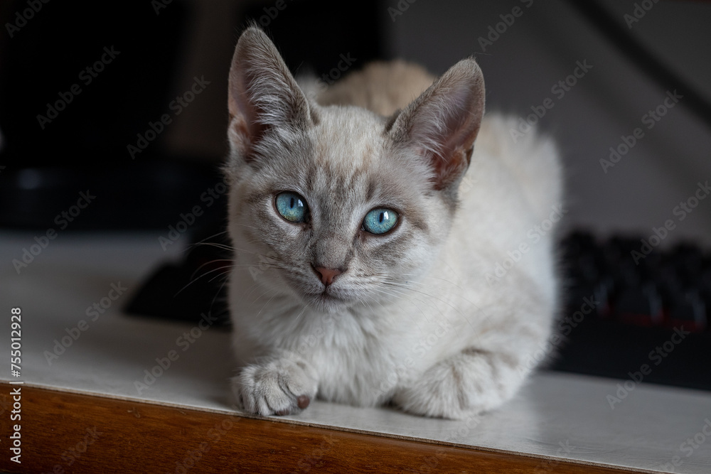 Siamese cats are known for their striking appearance, with a sleek ...
