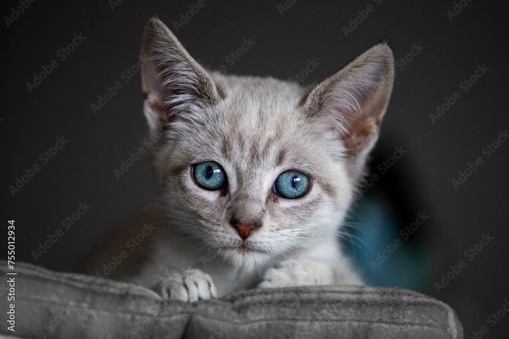 Siamese cats are known for their striking appearance, with a sleek ...