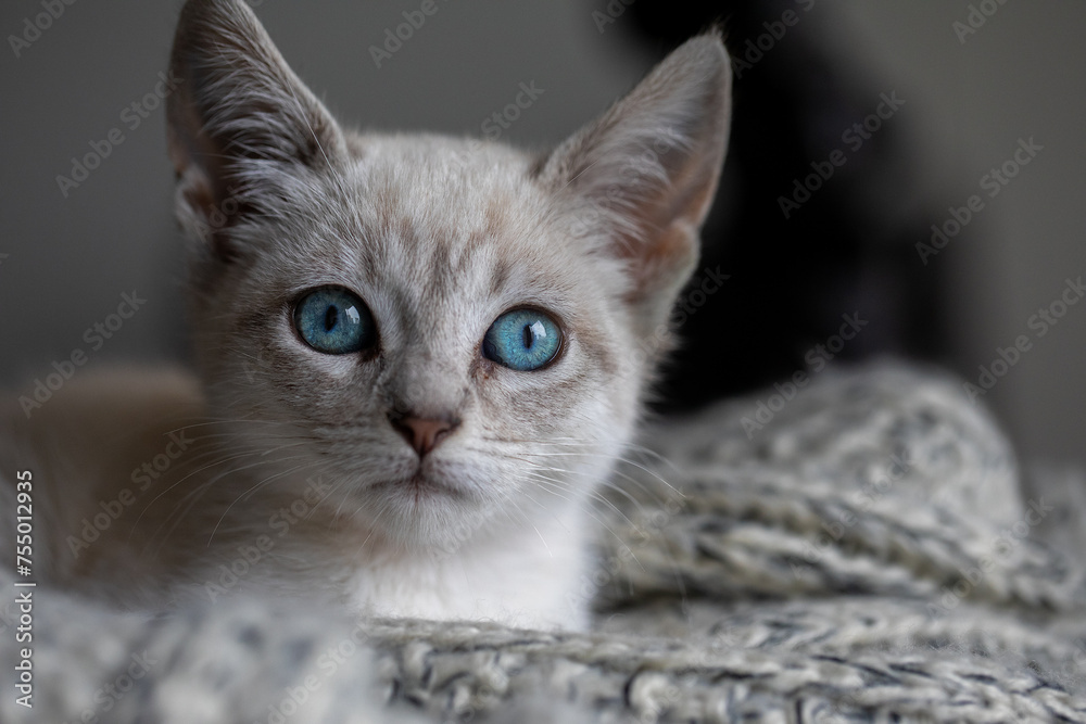 Siamese cats are known for their striking appearance, with a sleek ...