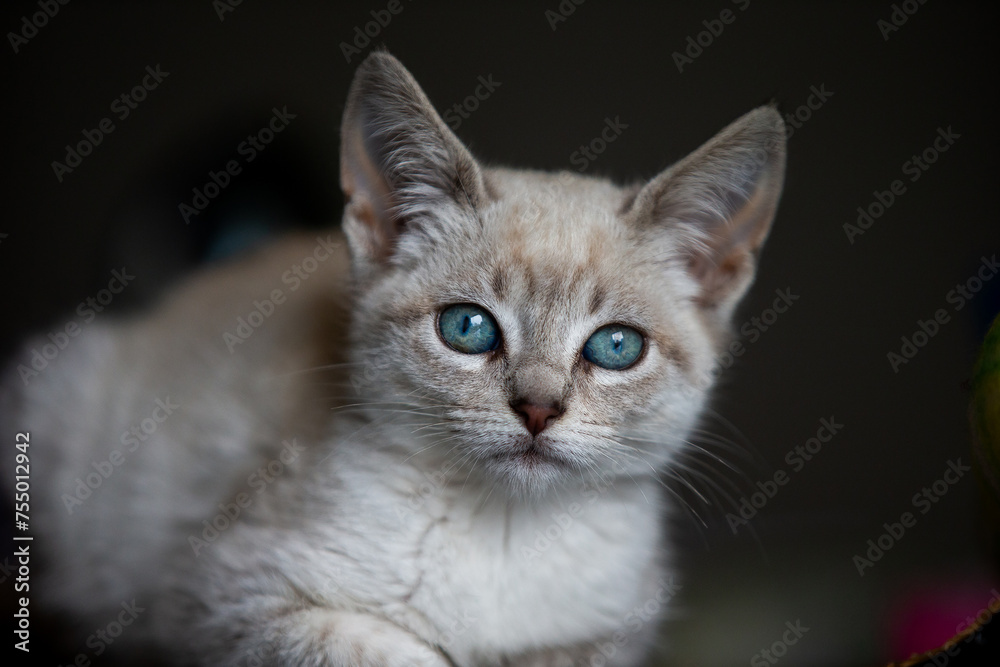 Siamese cats are known for their striking appearance, with a sleek ...