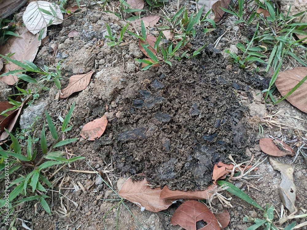 Cow dung, also known as cow pats, cow pies or cow manure, is the waste ...