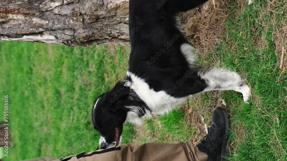 A charming black and white border collie stands in a clearing in the ...