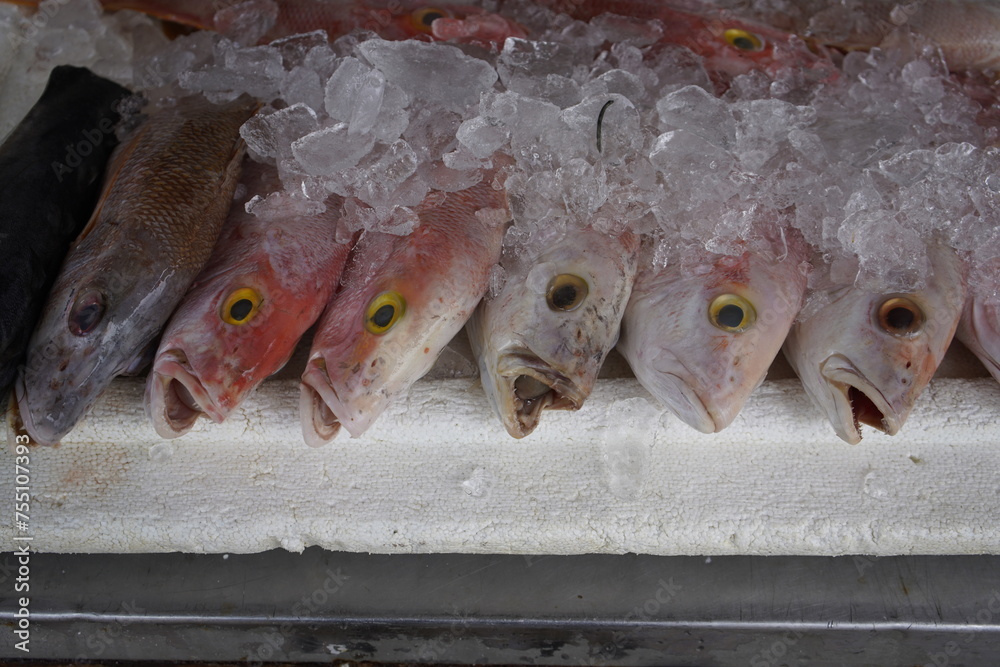 Lutjanus purpureus, the southern red snapper or Caribbean red snapper ...