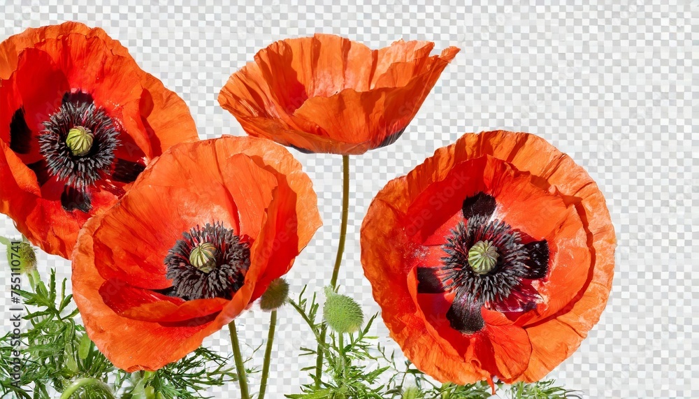 poppy flowers isolated on transparent background red poppy flower ...