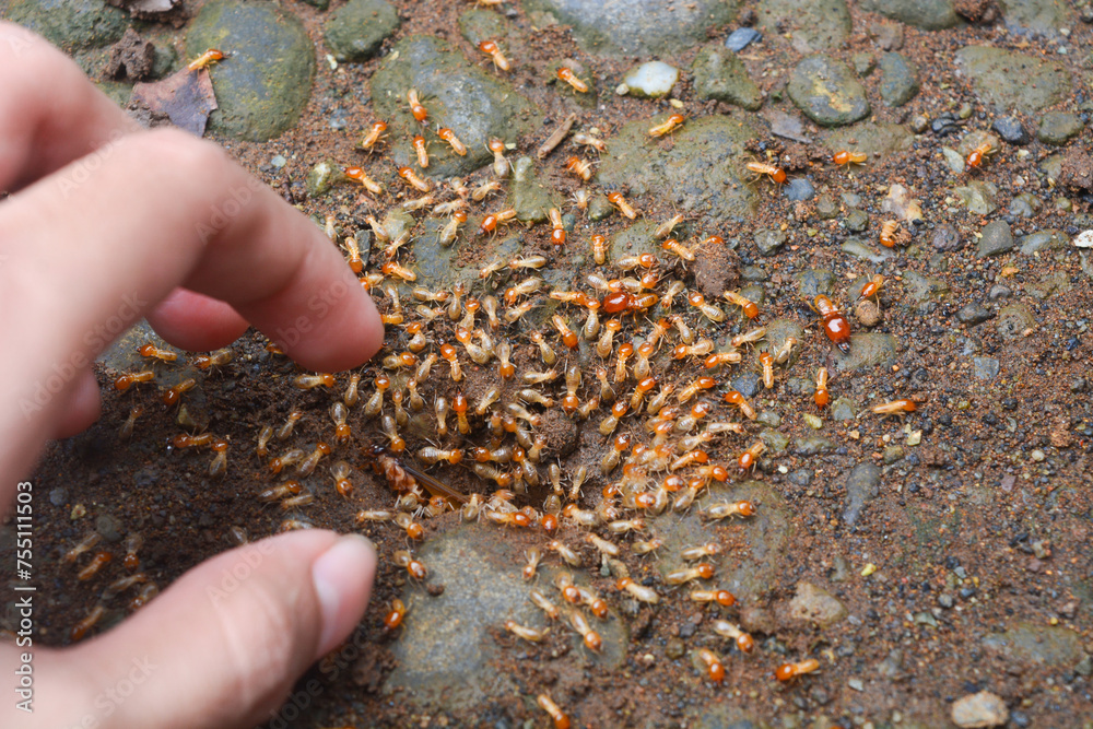 The termite on the ground is searching for food to feed the larvae in ...