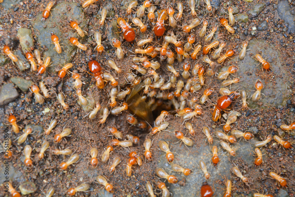 The termite on the ground is searching for food to feed the larvae in ...