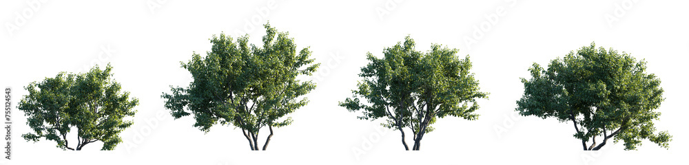 Cephalanthus occidentalis bush frontal set (buttonbush, common ...