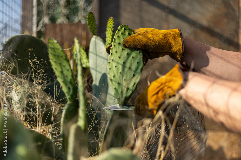 Cosecha de nopal. Manos cortando o cosechando nopales con guantes de ...