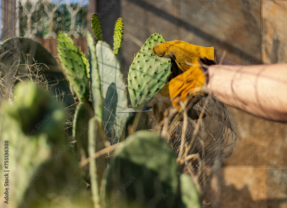 Cosecha de nopal. Manos cortando o cosechando nopales con guantes de ...