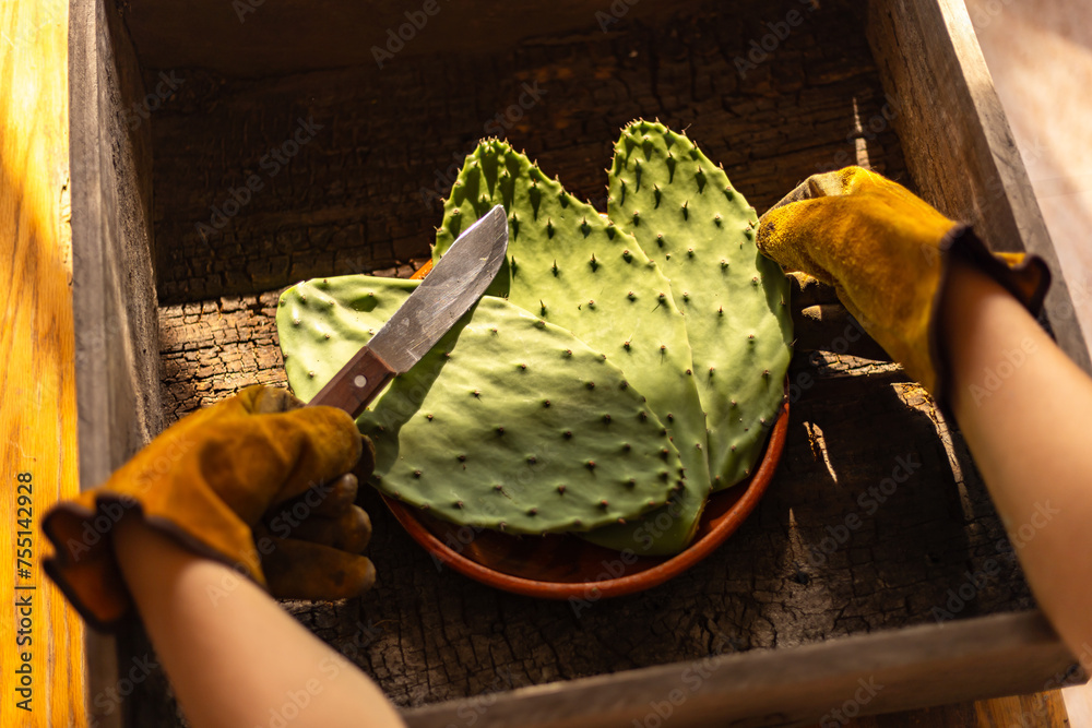 Cosecha de nopales. Nopales frescos recien cortados, sobre plato de ...