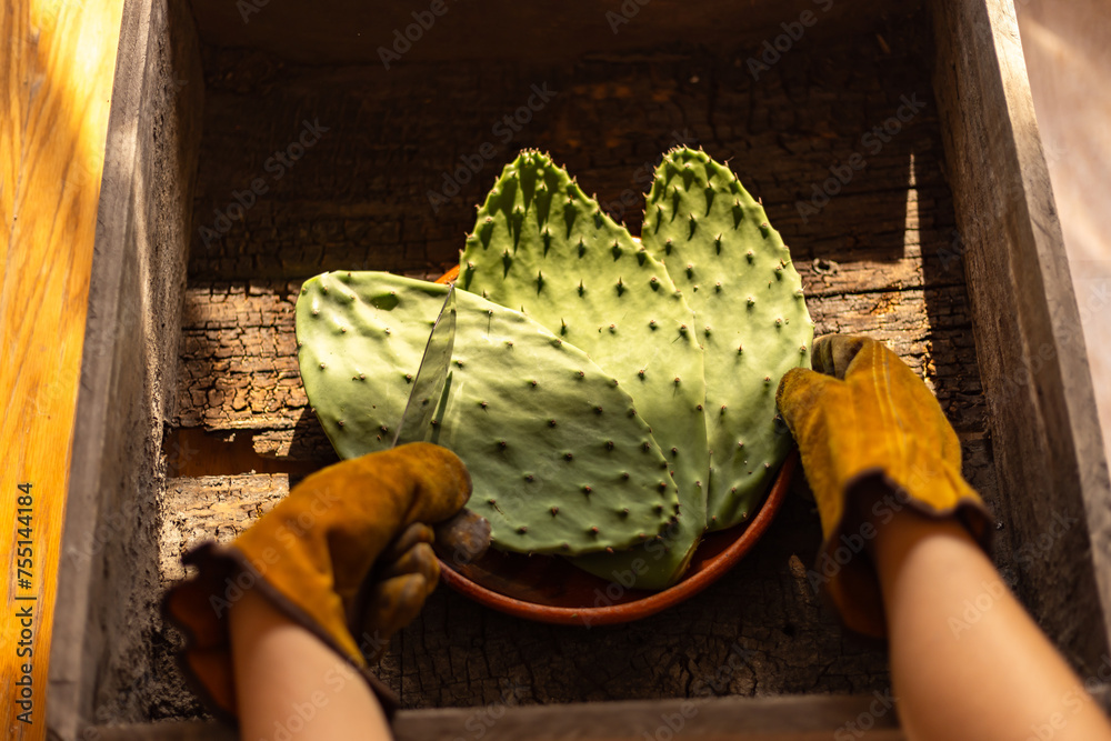 Cosecha de nopales. Nopales frescos recien cortados, sobre plato de ...