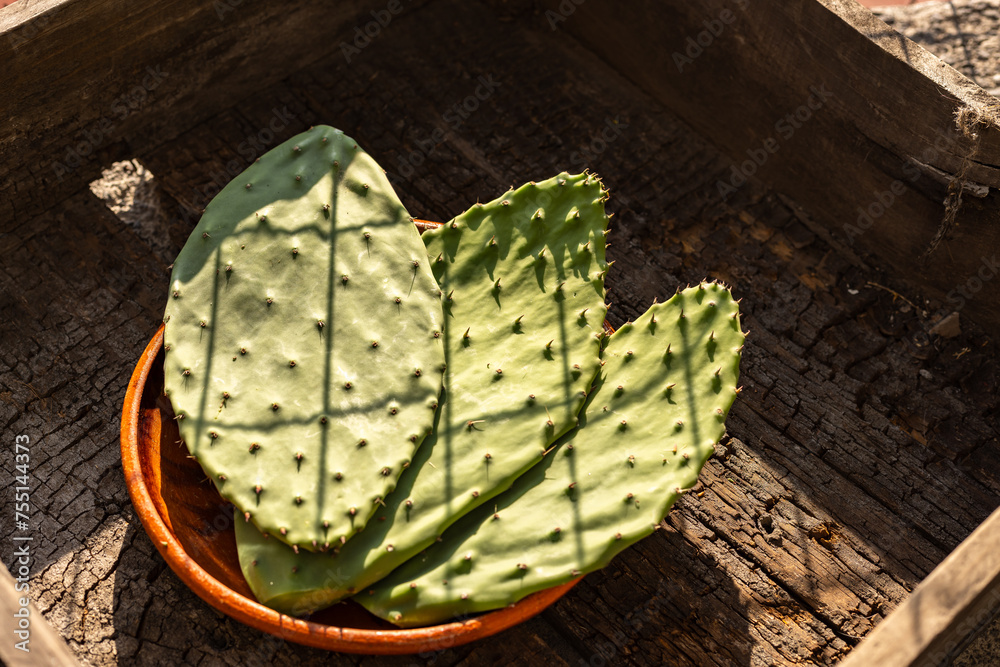 Cosecha de nopales. Nopales frescos recien cortados, sobre plato de ...