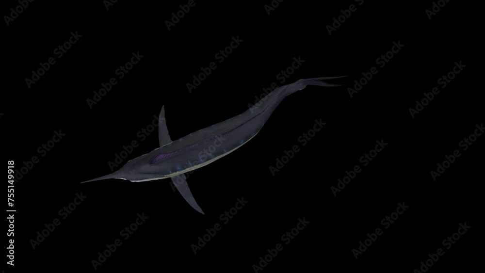 3D swordfish in underwater Swim top view loop Animation on black ...