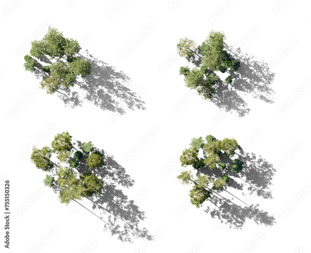 Forest top view group of trees Pinus sylvestris pine spruce picea and ...