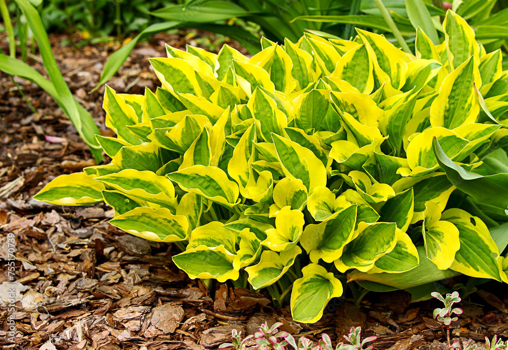 Hosta (funkia) bylina o ozdobnych liściach, odmiana Grand Prize Stock ...