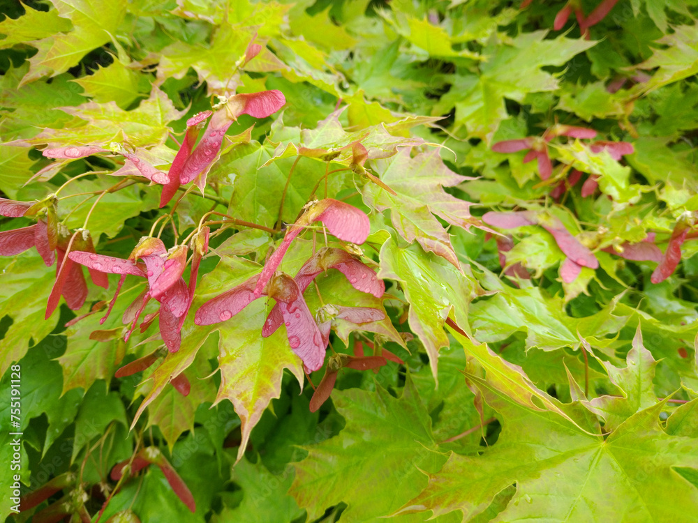 ripening maple seeds, red, among green leaves. beauty in nature. the ...