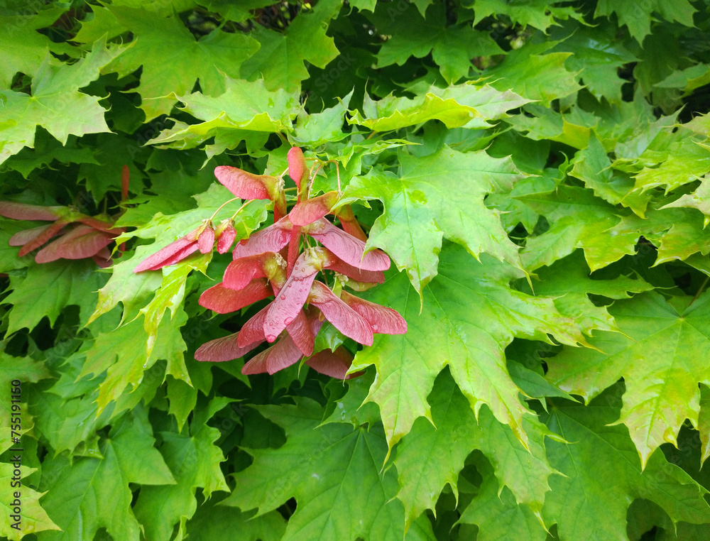 ripening maple seeds, red, among green leaves. beauty in nature. the ...