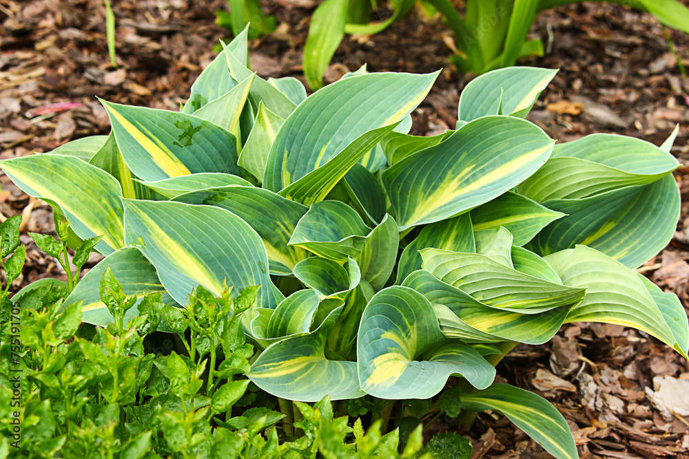 Hosta (funkia) bylina o ozdobnych liściach, odmiana Party Popper Stock ...