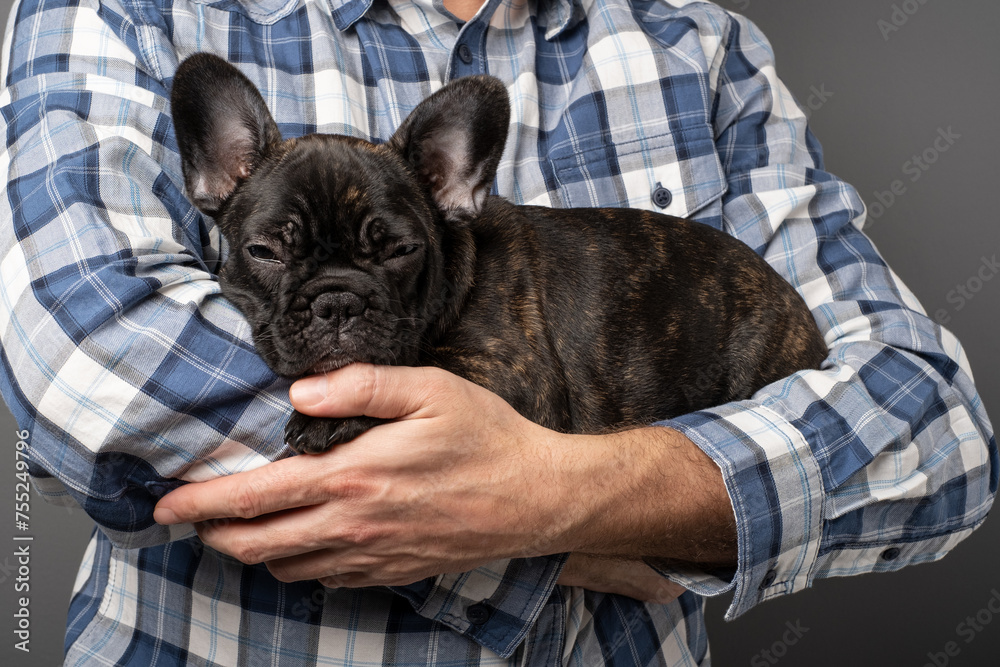 A young female puppy of a French Bulldog peacefully asleep in the hands ...
