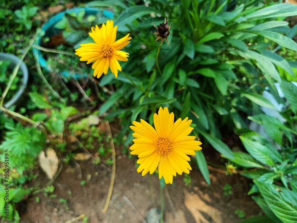 Coreopsis lanceolata, commonly known as lanceleaf coreopsis, lanceleaf ...
