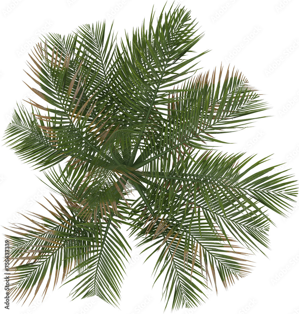 isolated 3D realistic architectural Palm tree top plan render ...