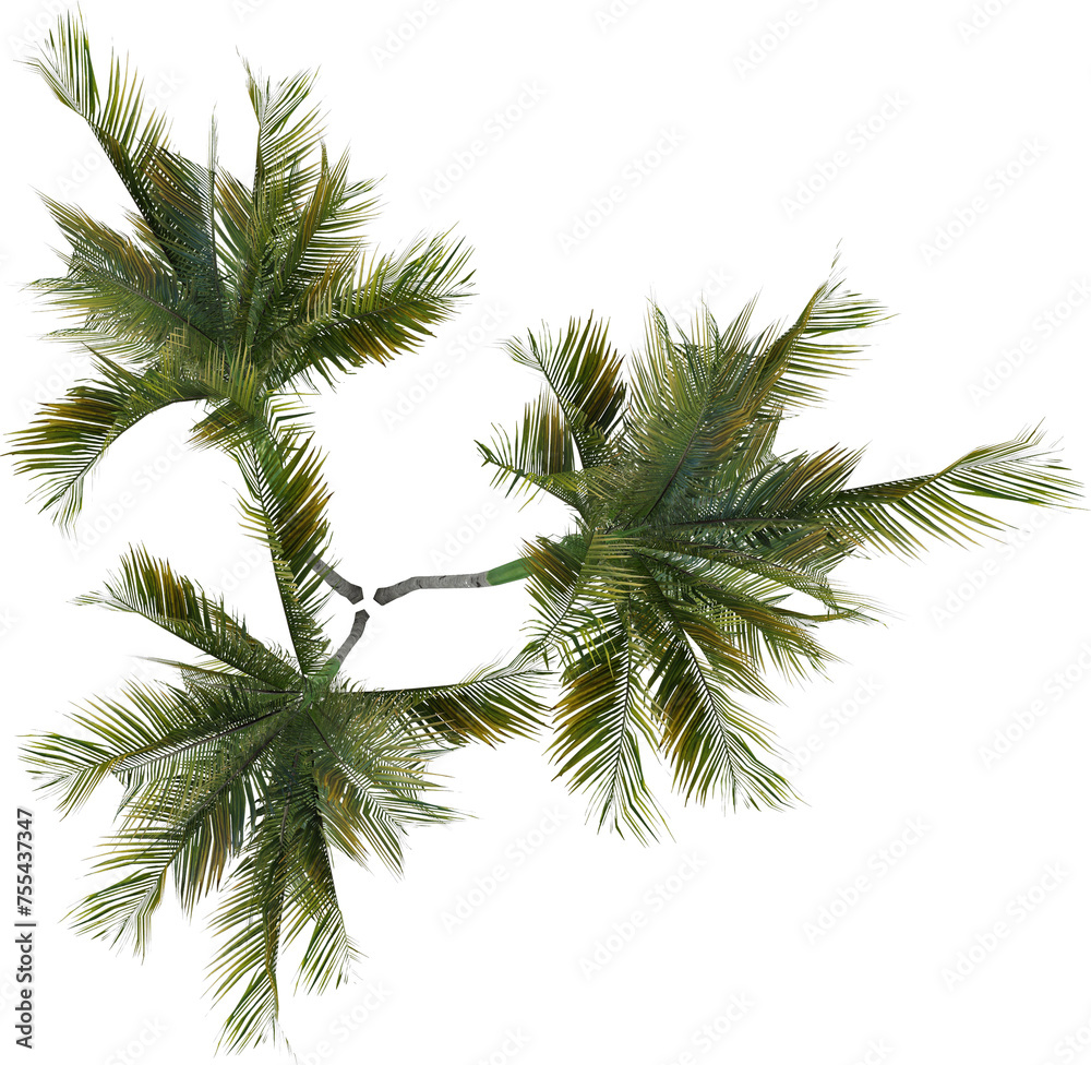 isolated 3D realistic architectural Palm tree top plan render ...